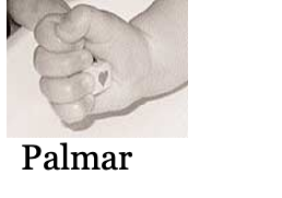 Palmar grasp