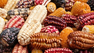 Source: https://flaar-mesoamerica.org/2020/08/10/maize-the-most ...