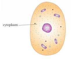 Cytoplasm