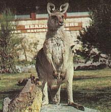 And the 'star' of the show, of course, is Skippy the bush kangaroo ...