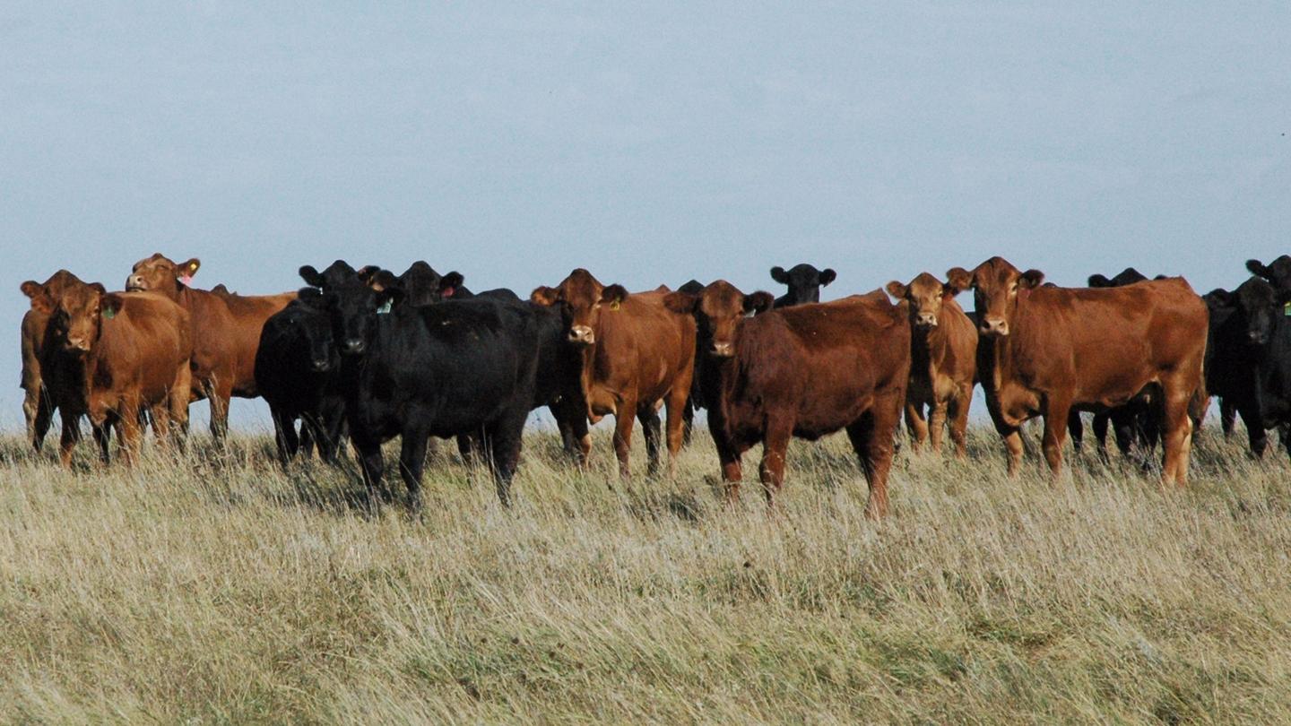 3. Cattle - about 10,500 years ago