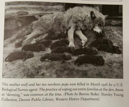 (McIntyre 1995, 143)