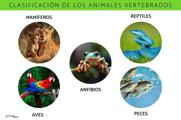 Anfibios, reptiles, mamíferos y aves evolucionaron después de los peces.