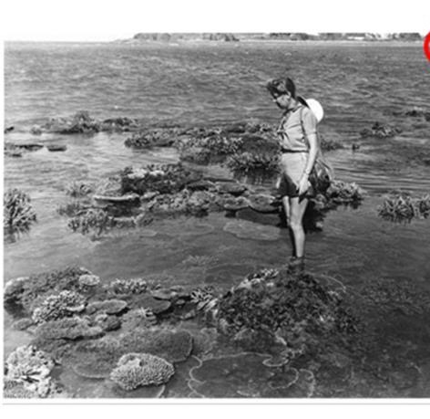 The Great Barrier Reef, 1950