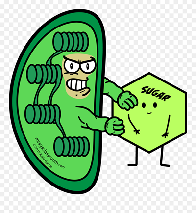 CHLOROPLAST