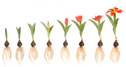 http://www.solvencyiinews.com/wp-content/uploads/2012/06/growing-flower.png