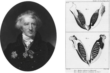 Georges Cuvier alongside his published comparison of the Asian Elephant ...