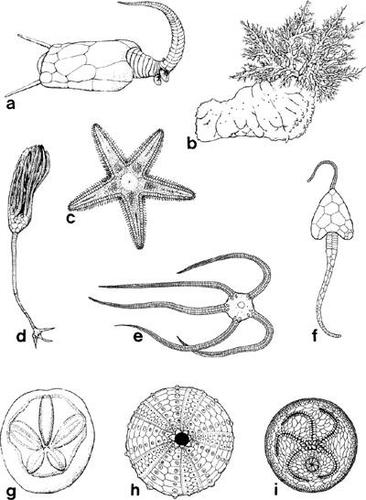 Figure 1. Echinoderms. a, stylophoran; b, holothuroid; c, asteroid; d ...