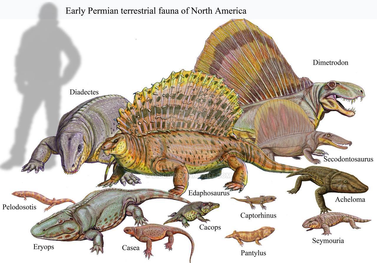 Permian period major extinction, reptiles diversity. this was about 299 ...