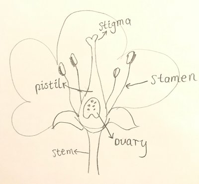 A hand-drawn cross-section of a flower.
