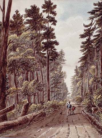 These are the woods that the forest workers would cut down for lumber.