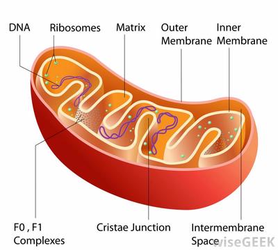 Ribosome