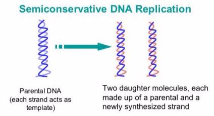 1958: Semiconservative Replication of DNA