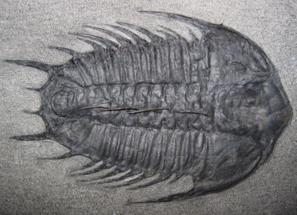 The Cambrian period was the first period of the Paleozoic Era. Early on ...