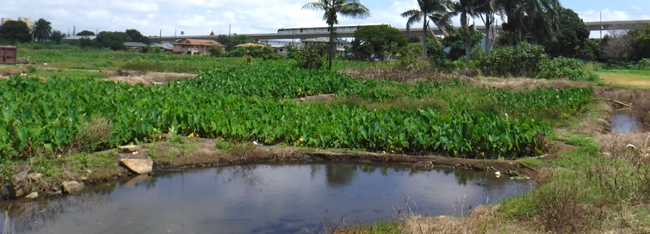 Waikele ahupuaʻa taro patch in the historical plantation village