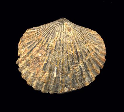 clam shell fossils