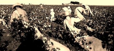 1805-15 Cotton began to replace tobacco as the chief southern cash crop