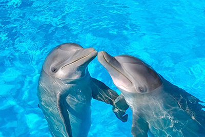 Dolphins