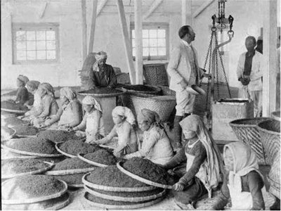 British tea industry that was worked by the Indian women.