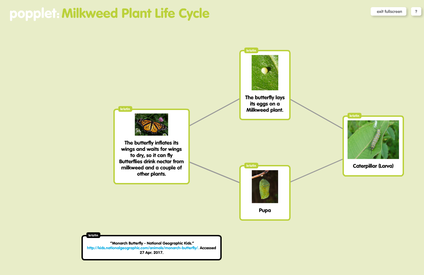 Milkweed Life Cycle