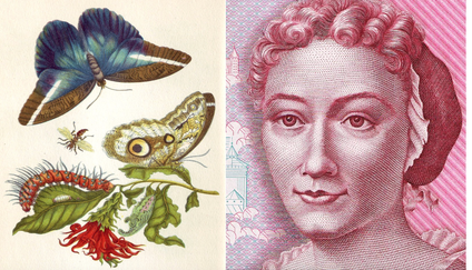 In 1679 Maria Sibylla Merian (1647-1717) describes "melted" caterpillars