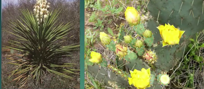 The Coahuilteca were friendly, they taught the Spanish the difference ...