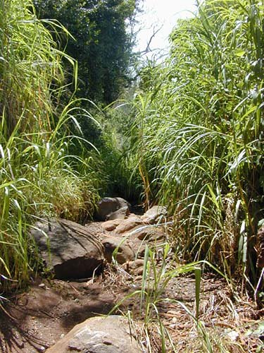 Waikele stream passing through Wheeler Army Airfield