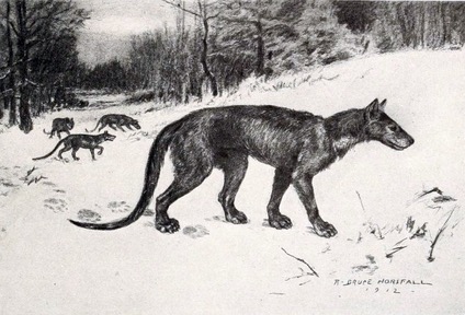 37 Million Years Ago- Daphoenus