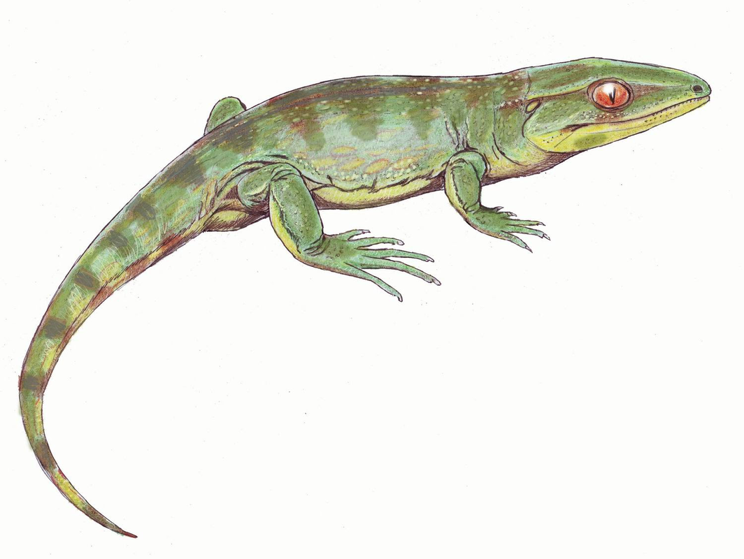 The Carboniferous Period is part of the Paleozoic Era which is part of ...