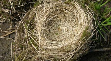 Different types of nests