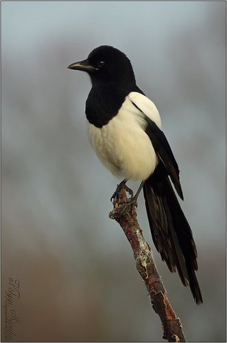 Szarka
