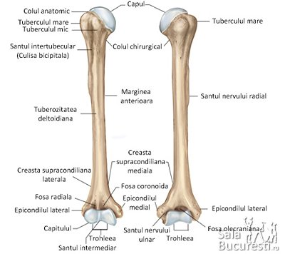 Humerusul vazut anterior Humerusul vazut posterior