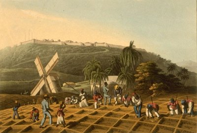 Haitian slaves working on a typical sugar cane plantation. Image ...