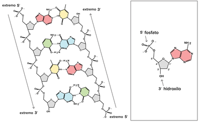 1953: Ilustracion de un segmento corto de ADN de doble helice.