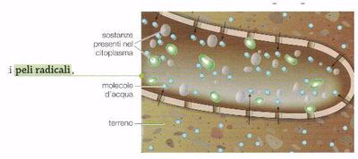 I PELI RADICALI VISTI AL MICROSCOPIO