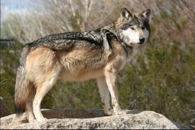 The Mexican Wolf