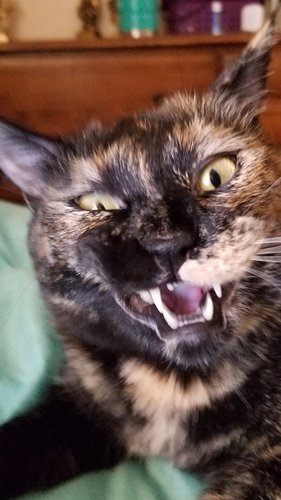 Torties have a specific attitude known as tortitude. They are known to ...