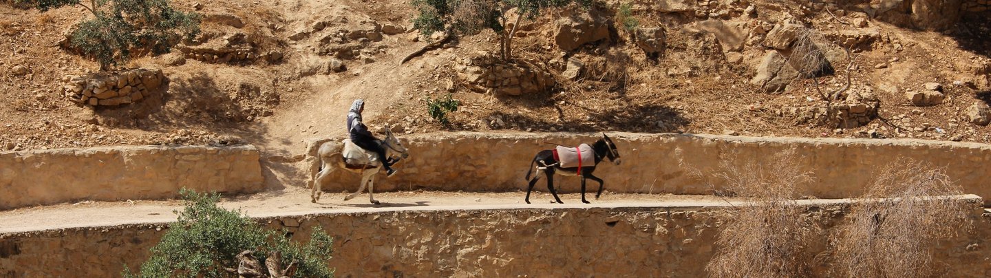 Mr. Synnott with his donkeys