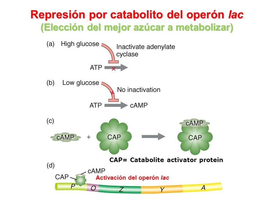 Diagrama De Operon Lac Para Rotular