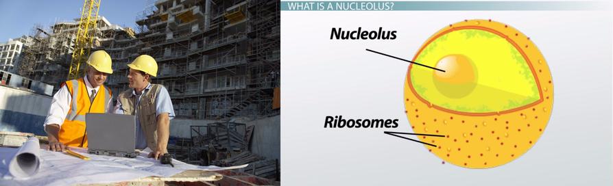 Construction company Nucleolus