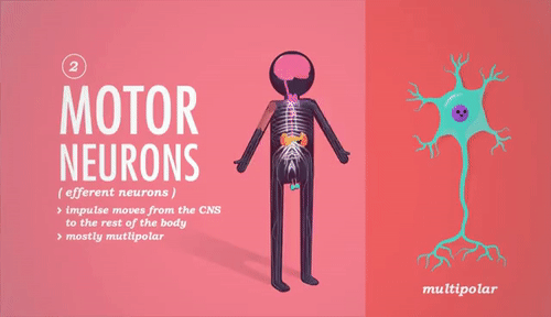 MOTOR (EFFERENT) NEURONS