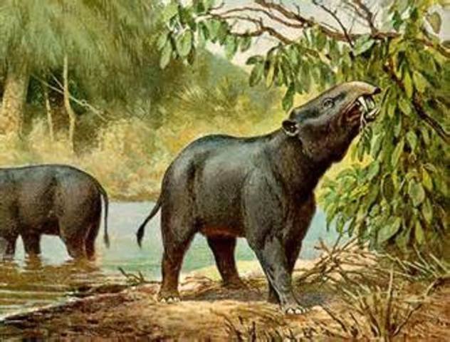 Lived around 60 million years ago, during the Paleocene epoch Is an ...