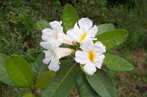 Flores de caixeta (Foto: Marcelo Brotto)