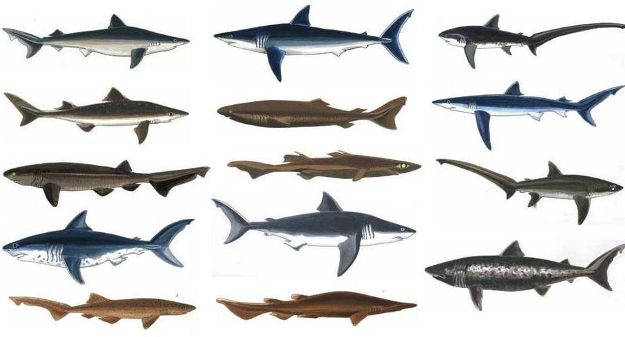 Al final del período Cretácico, ya se habían originado los grupos de ...