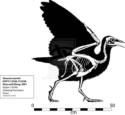 This particular ancestor of the bird has evolved by lolsing most of its ...