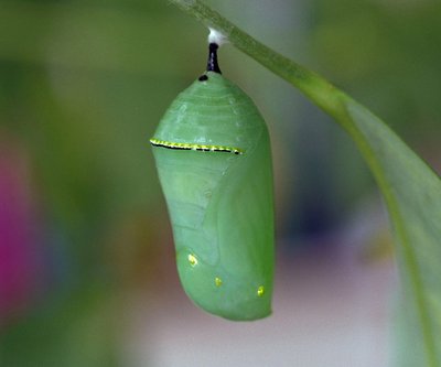 Chrysalis