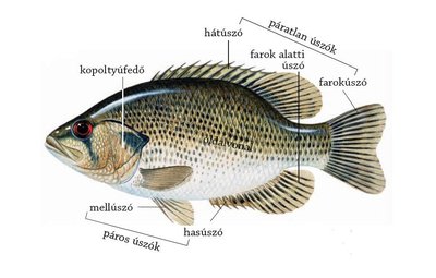 Figyeld meg a hal testfelépítését!