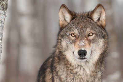 Evolution from Migration: Grey Wolf