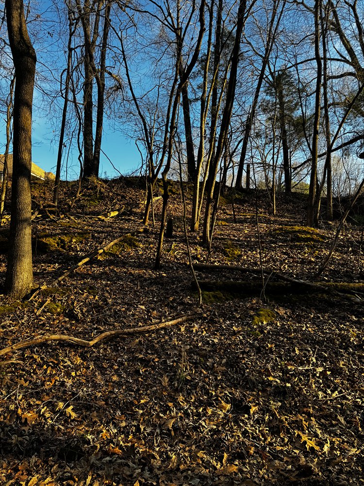 This is the moss area mentioned in the paragraph above. In this picture ...