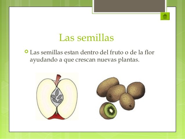 Semilla